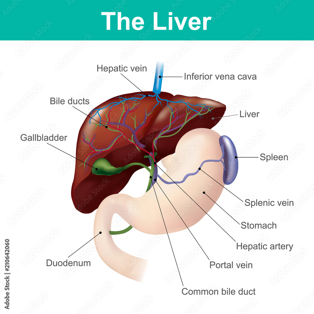 The liver is the only human internal organ capable of natural ...