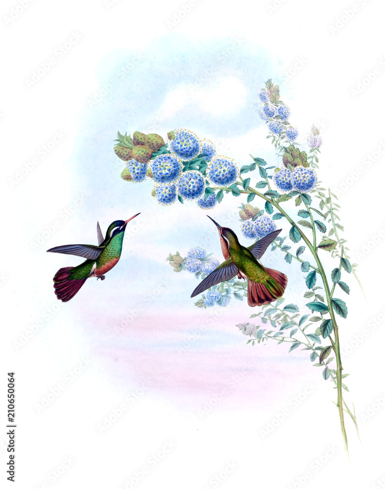 Illustration of a Hummingbird. Stock Illustration | Adobe Stock