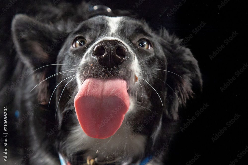 Hund streckt die Zunge raus Stock Photo | Adobe Stock