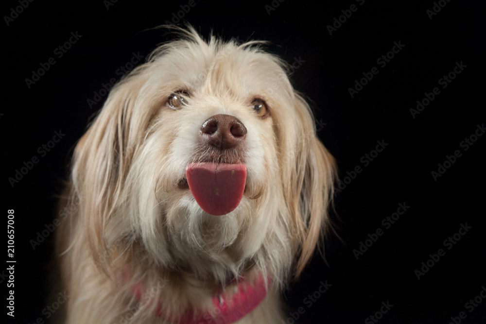 Hund streckt die Zunge raus Stock Photo | Adobe Stock