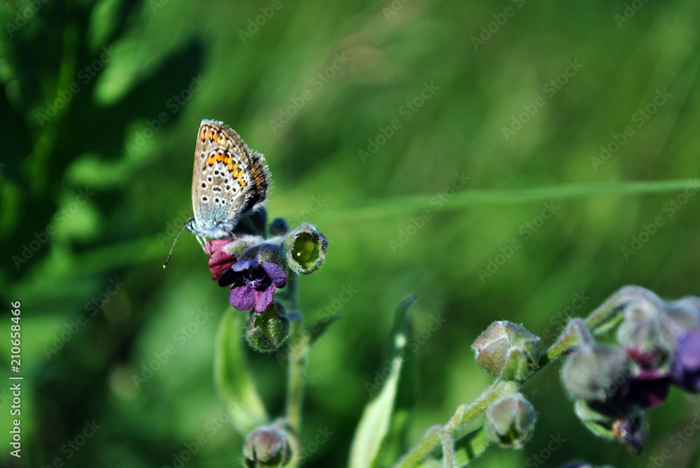 The common blue butterfly (Polyommatus icarus) butterfly sitting on ...