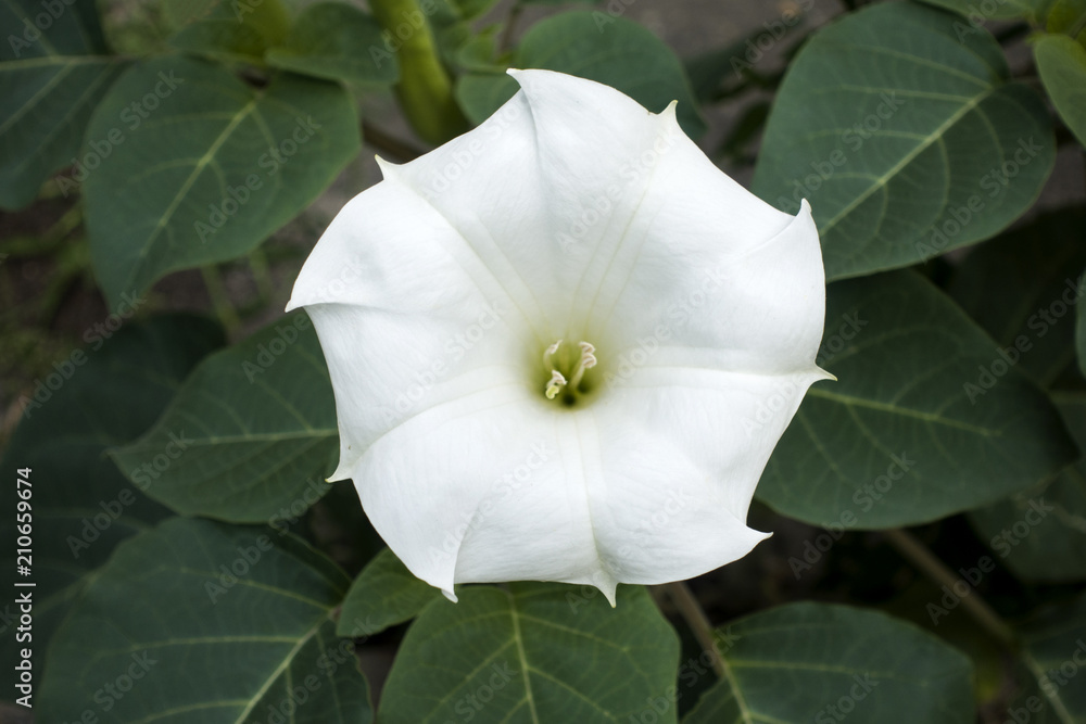 Datura Inoxia
