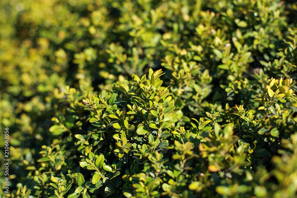 Hedge Stock Photo | Adobe Stock