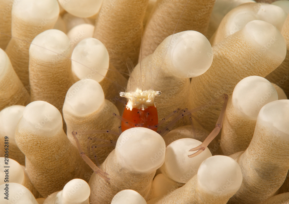 Mushroom coral shrimp ( Periclimenes kororensis) resting among ...