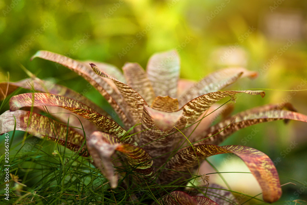 abstract backgrounds of tropical plants in bright sun rays Stock Photo ...