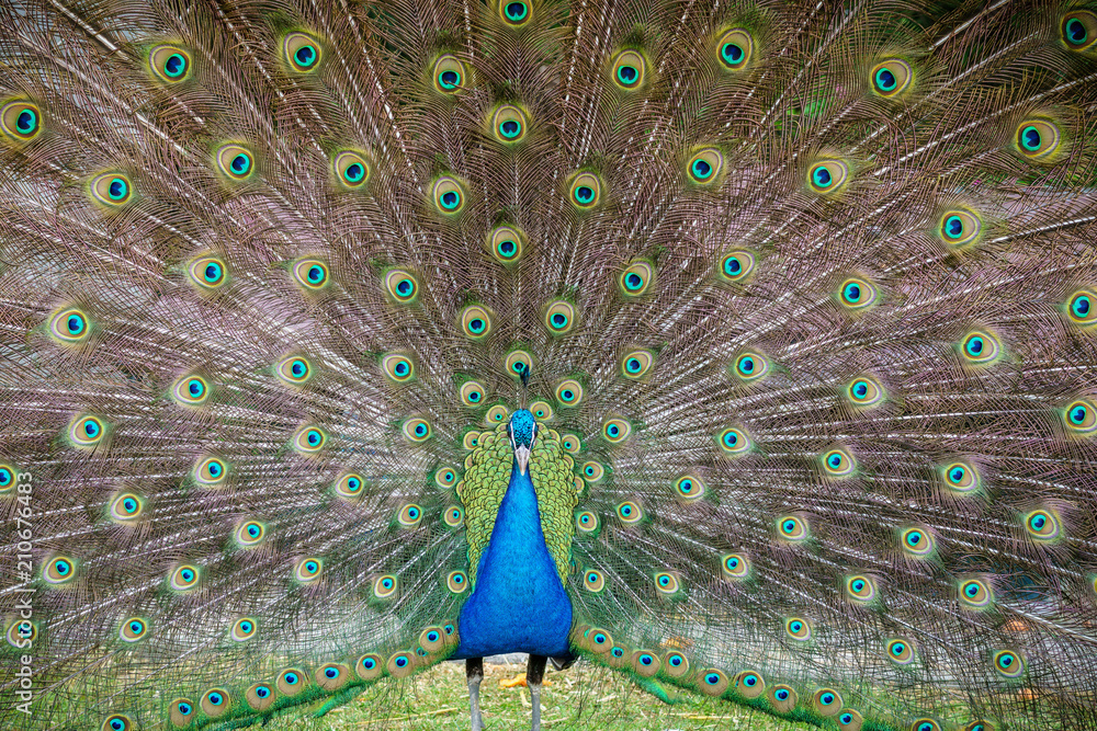 Pfau mit Rad Stock Photo | Adobe Stock
