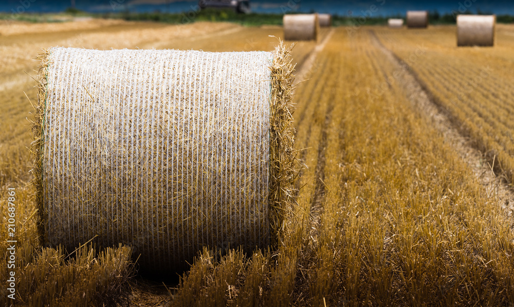 Round bundles of dry grass in the field,bales of hay Stock Photo ...