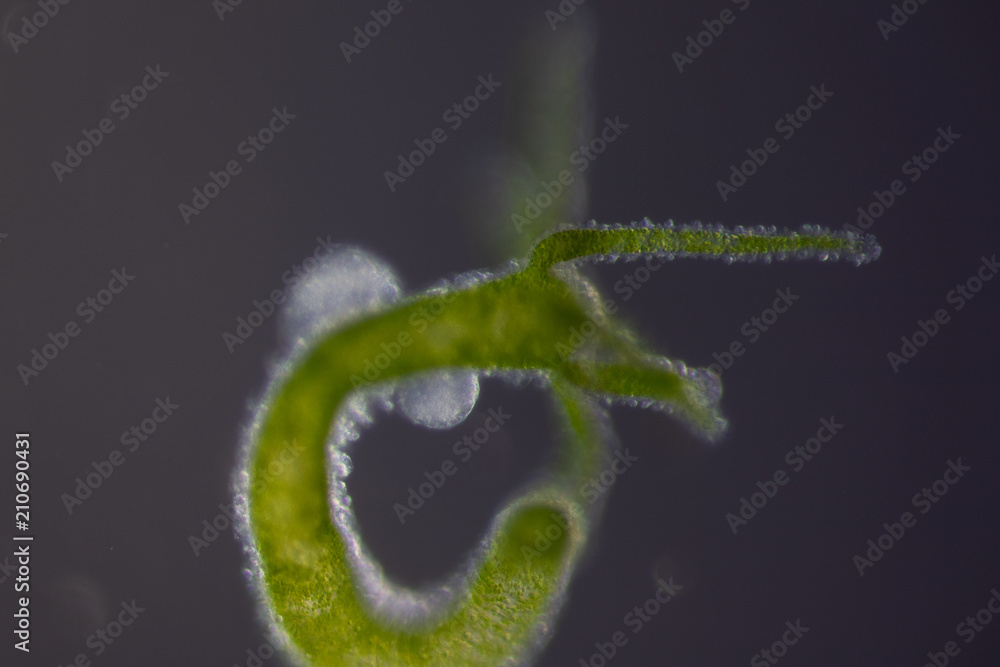 Hydra is a genus of small, fresh-water animals of the phylum Cnidaria ...