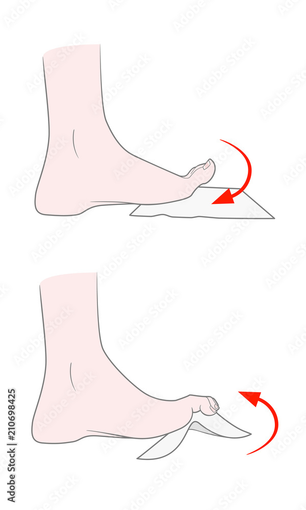 Exercise for flexibility of the joints of the toes. A bare foot of a ...