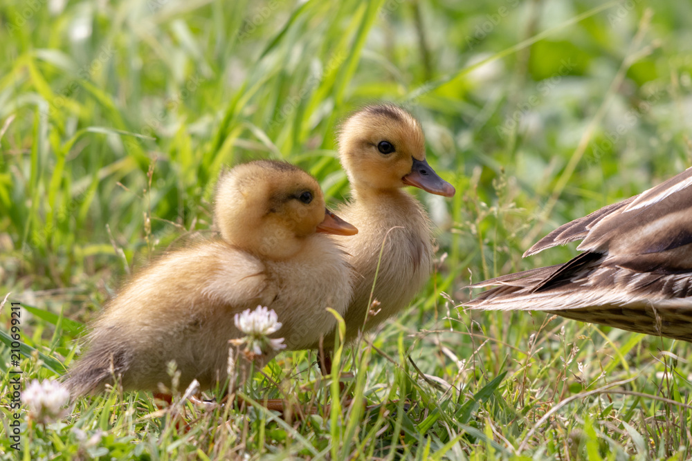 The baby birds of Grey duck in the Toneri park in Tokyo, Japan / Toneri ...