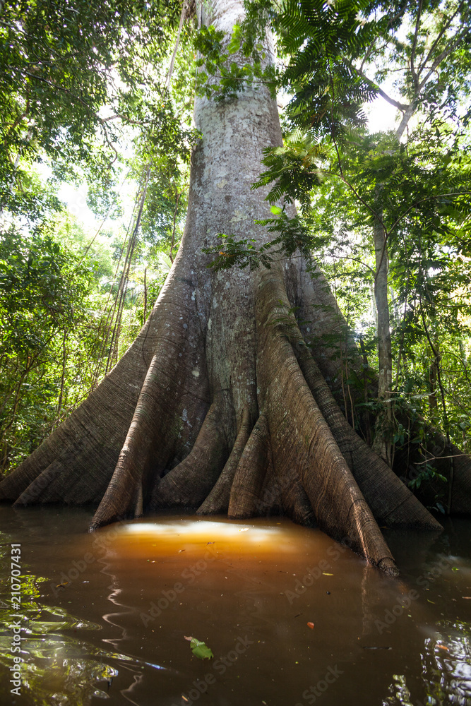 A Sumauma tree (Ceiba pentandra) with more than 40 meters of height ...
