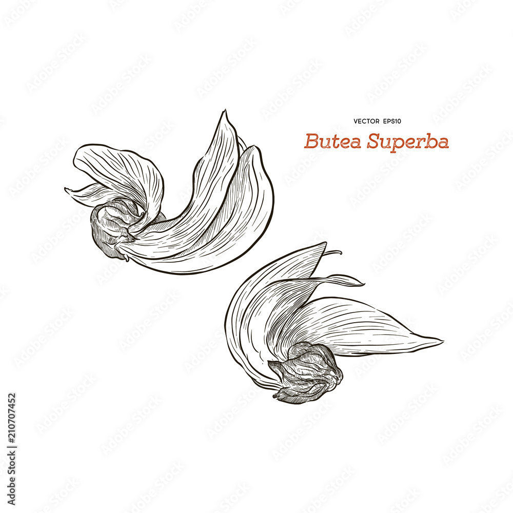 Butea Monosperma or Palash Flower of Southeast Asia. Hand draw sketch ...