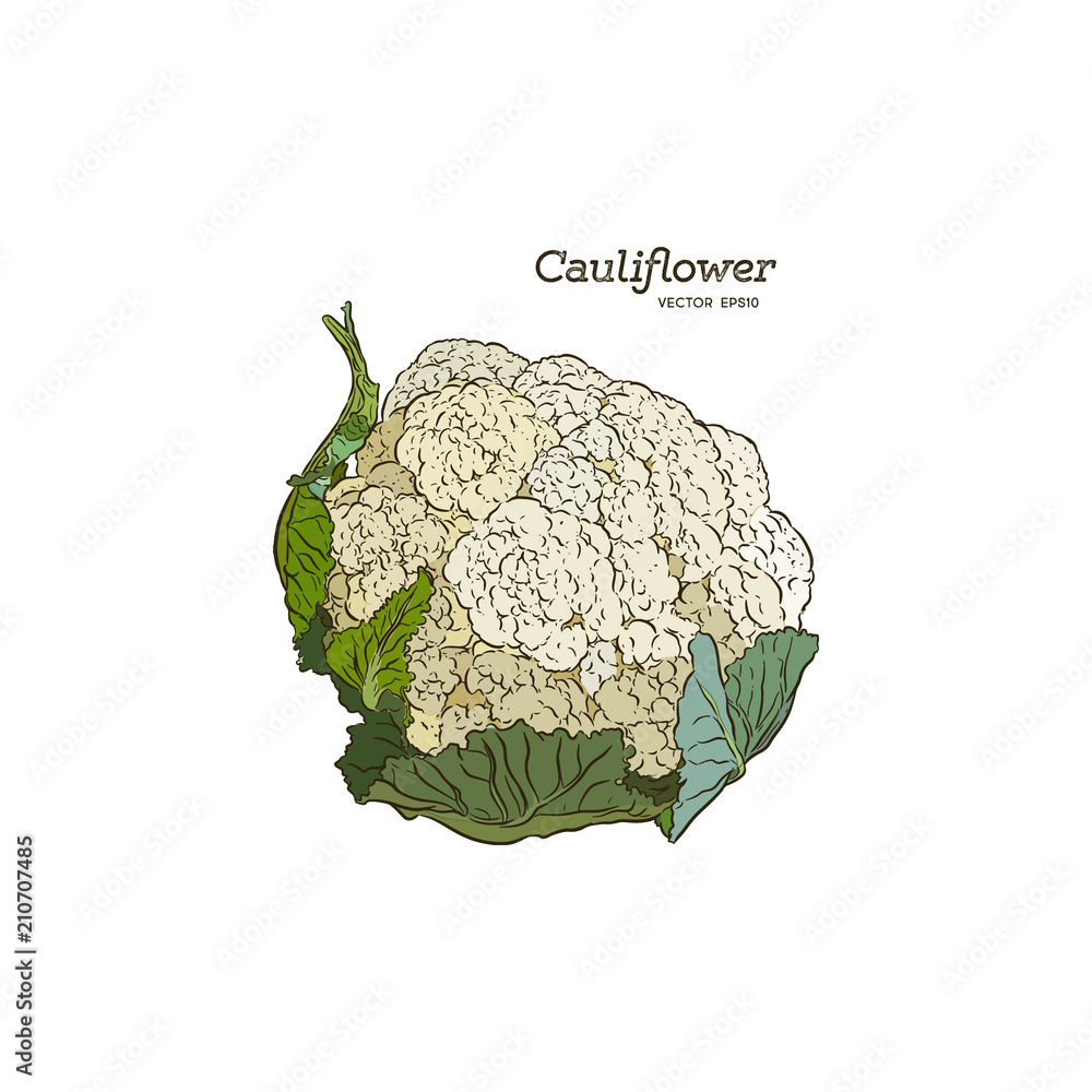 Cauliflower. Hand drawing of vegetables. Vector art illustration. Stock ...