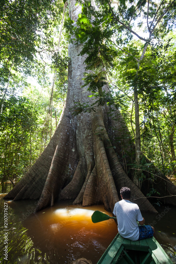A man in a canoe in front a Sumauma tree (Ceiba pentandra) with more ...