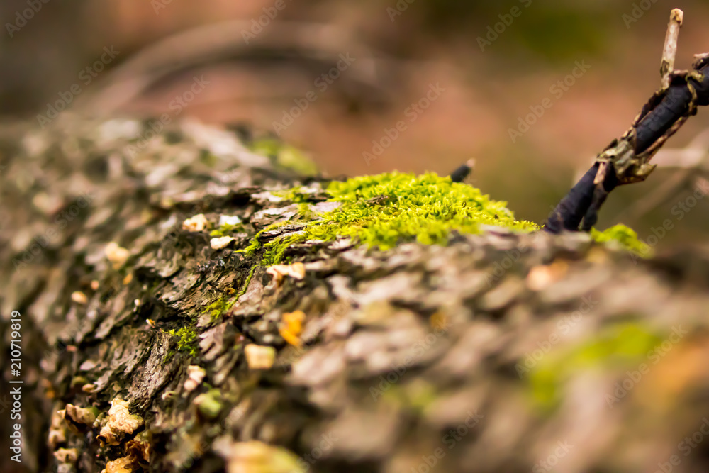 Bryophyta - Mousse en forêt Stock Photo | Adobe Stock