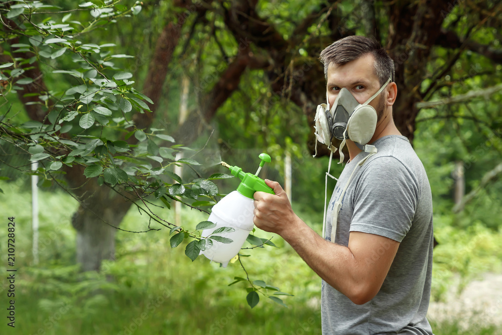 The man in the respirator sprinkles the plants. Spraying plants in the ...