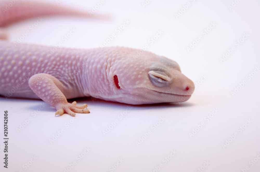 Head and front legs of Rainwater albino gecko (Eublepharis macularius ...