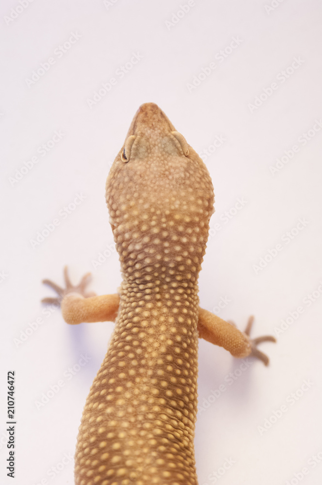 Looking down on Super Hypo Leopard Gecko lizard (Eublepharis macularius ...