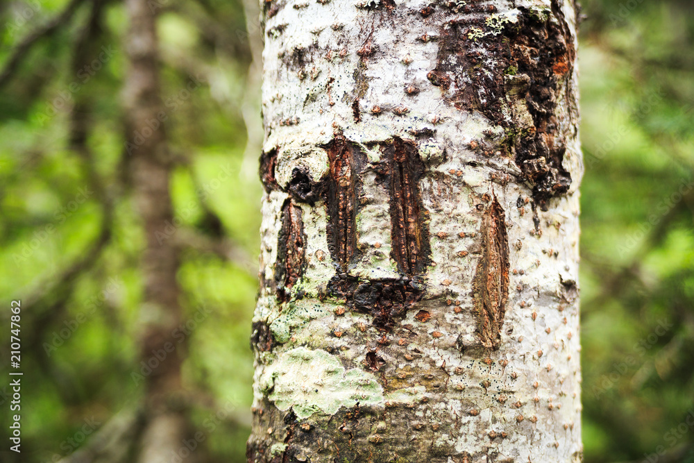 bear claw marks on a tree in the wilderness Stock Photo | Adobe Stock