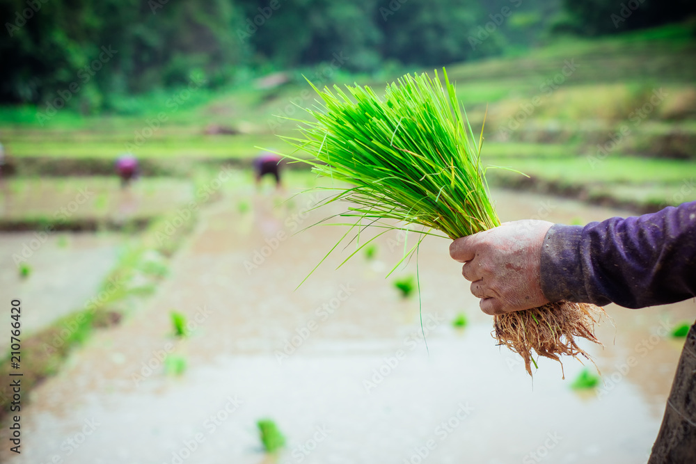Hand holding rice plant at sunny day in fields. Stock Photo | Adobe Stock