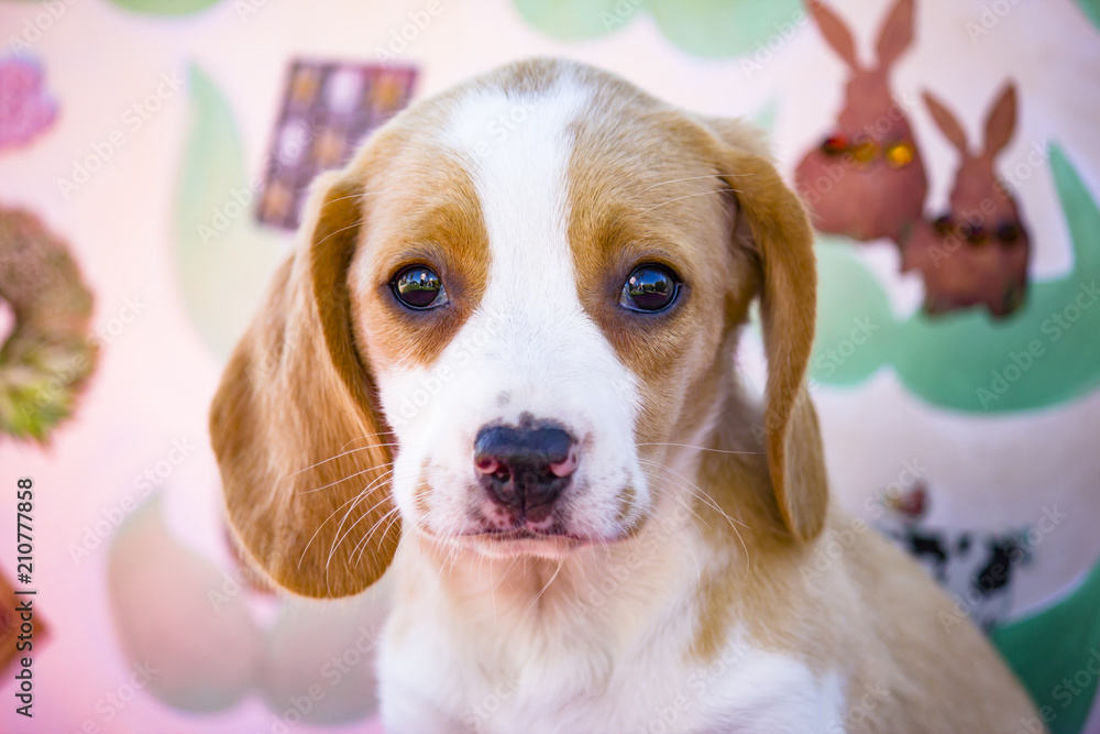 Lemon Beagle Puppy