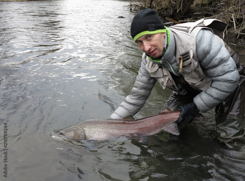 Catch and release Danube salmon hucho fishing in central Europe Stock ...