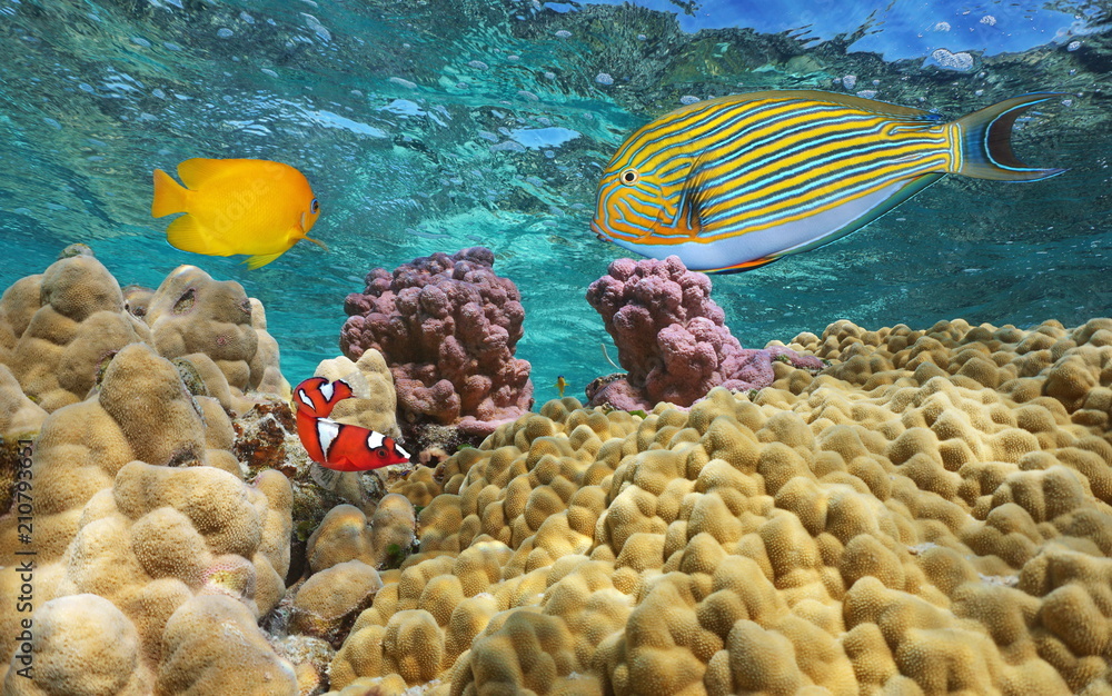 Lobe coral with colorful tropical fishes in shallow water, lagoon of ...