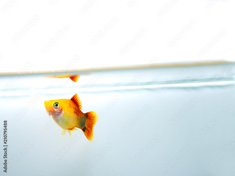 Mickey mouse Mollies fish on white background. side view Stock Photo ...