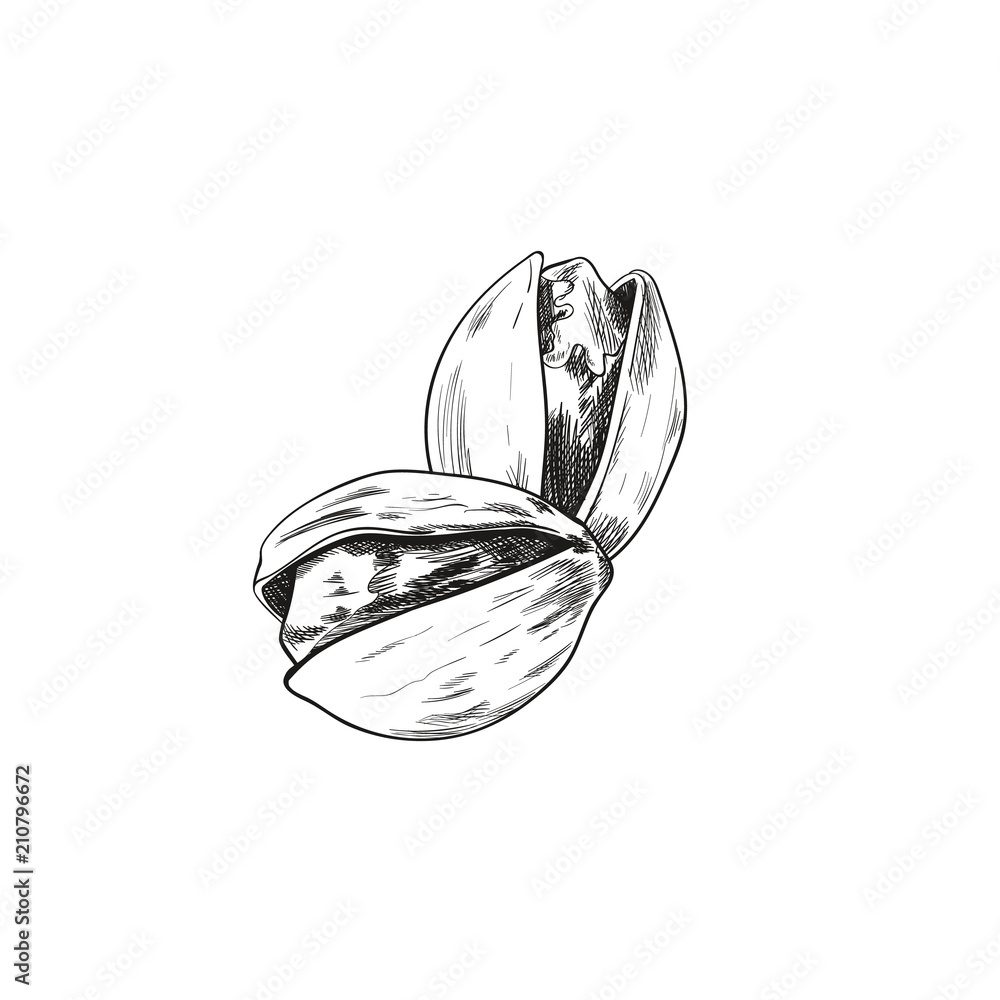 Vector Nuts Hand Drawn Illustration, Two Nuts, Outline Drawings ...
