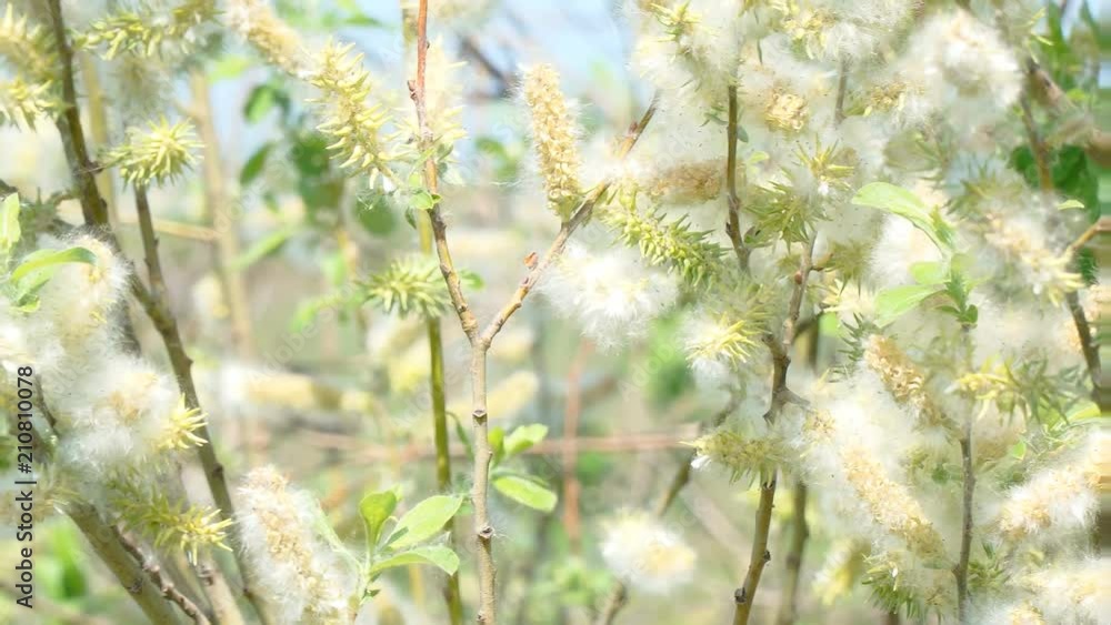 Fluff from the buds of the willow in the wind. Salix acutifolia ...