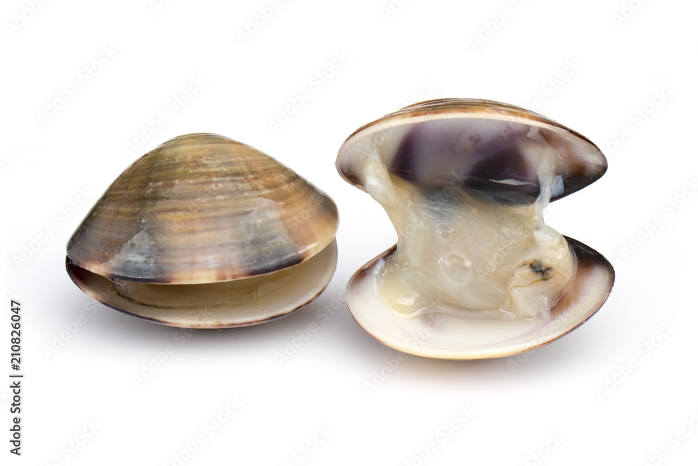 Image of Fresh enamel venus shell (Meretrix lyrata) isolated on white ...