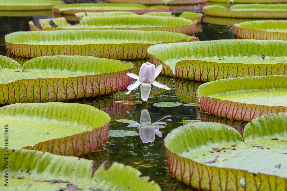 Giant water lily in tropical garden. Island Mauritius . Victoria ...