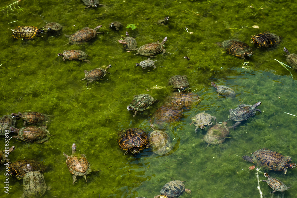 Caretta Caretta Turtles in Mamure Castle Water Ditch in Anamur, Turkey ...