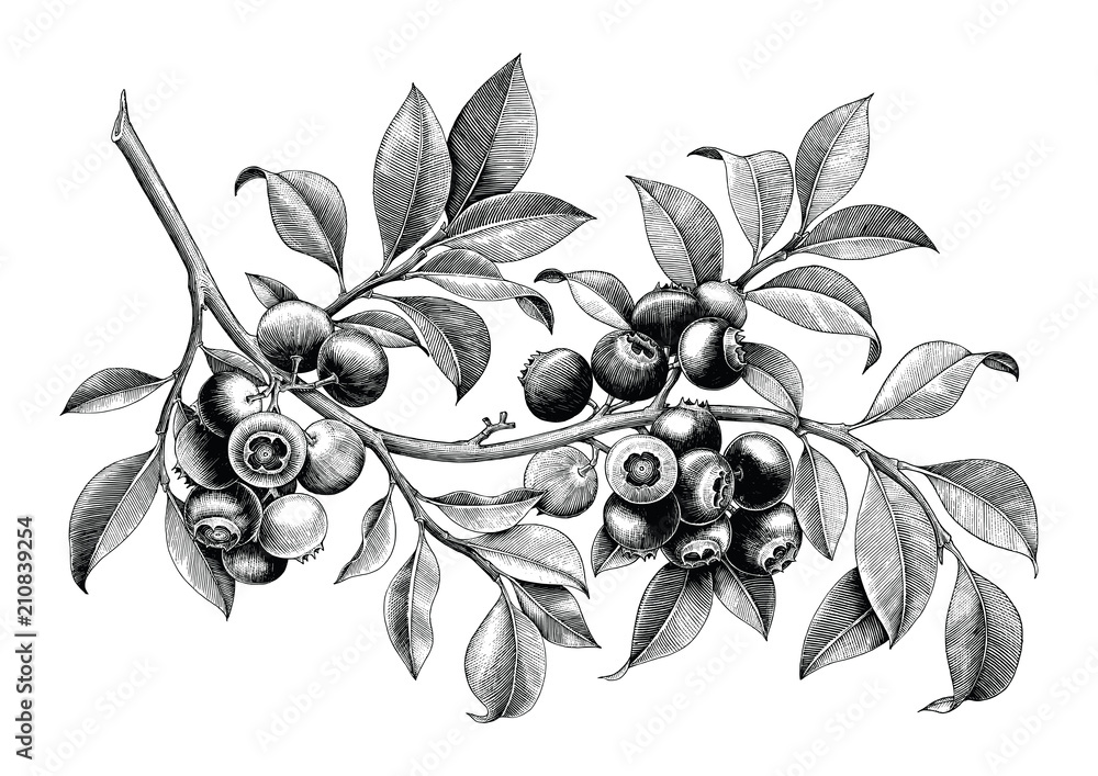 Blueberry hand drawing vintage clip art isolate on white background ...