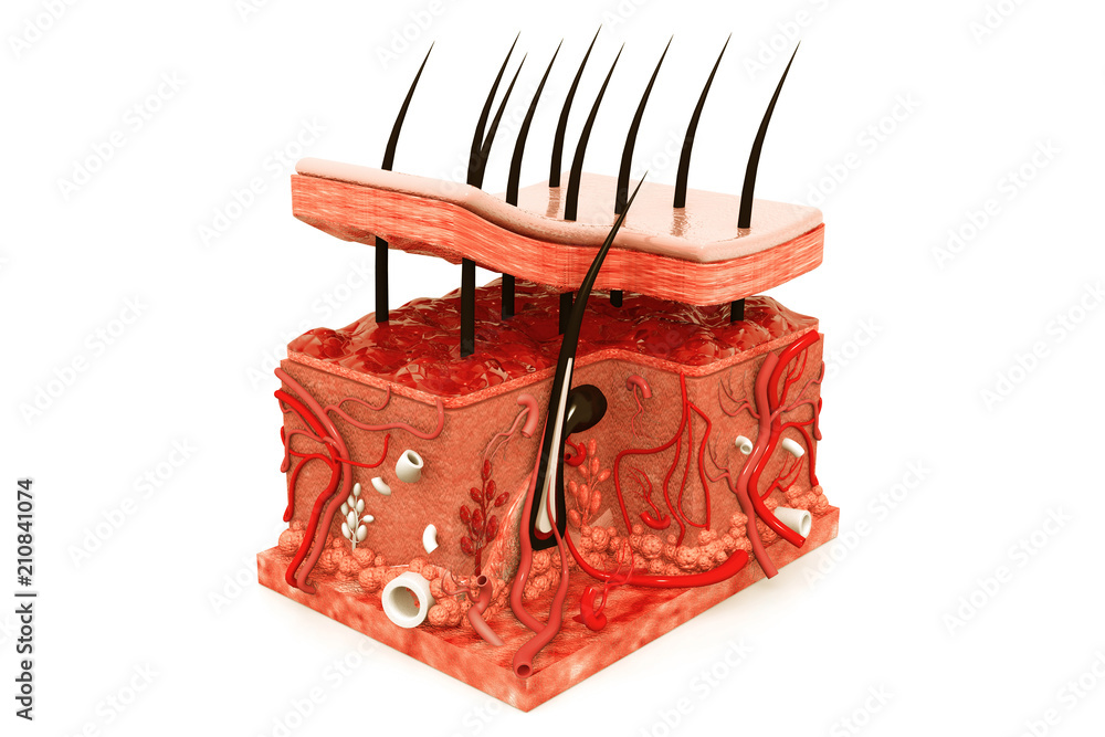 Human skin anatomy Stock Illustration | Adobe Stock