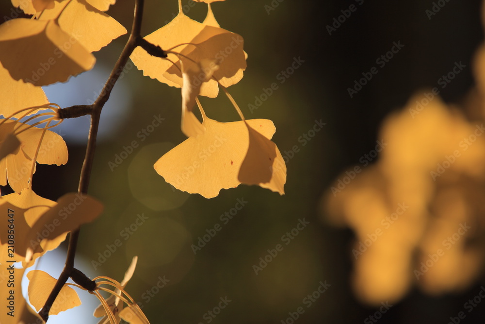 autumn leaves near japan temple change the color in the japan park view ...