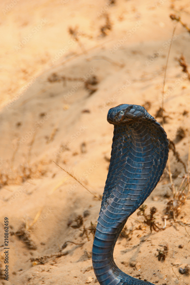 Snake Cobra With 10 Heads