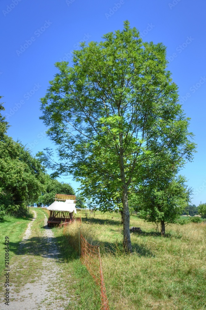 Bad Endorf, Mauerkirchen, Baum, Weg, Feldweg, Feld, Landwirtschaft ...