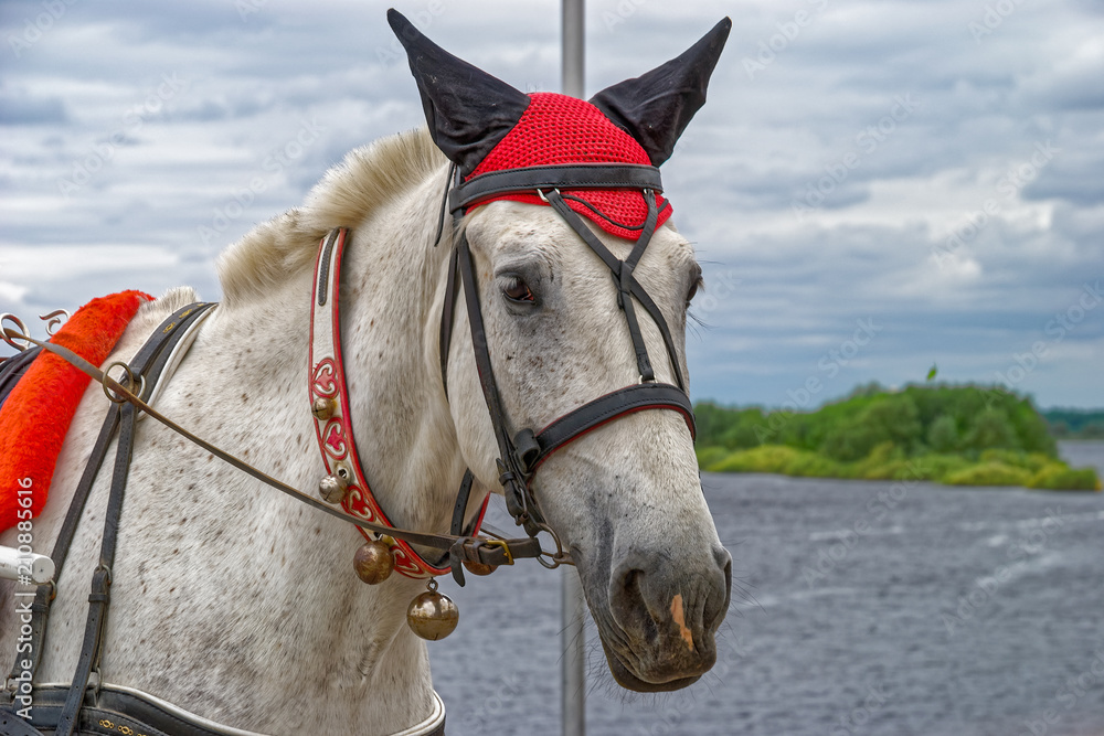 Head and shoulders portrait of gray traditional russian carriage ...