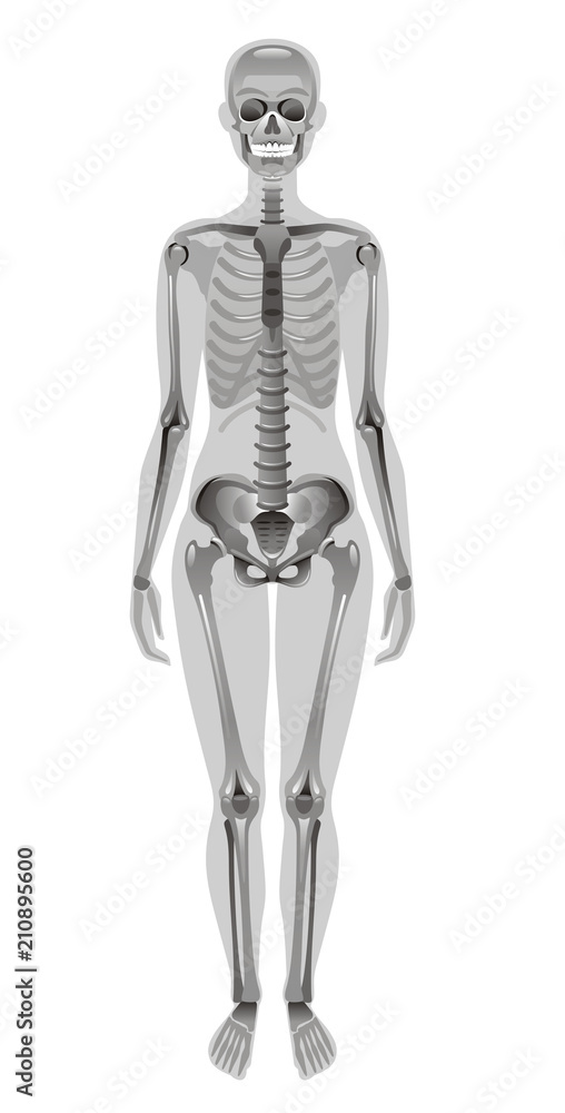 Vector illustration eps10, isolated white background. Realistic human ...