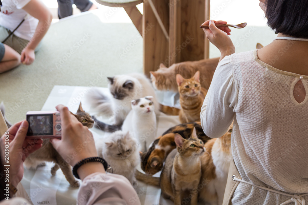 Cats are feeded and photographed in Mocha cat cafe in Harajuku, Tokyo ...