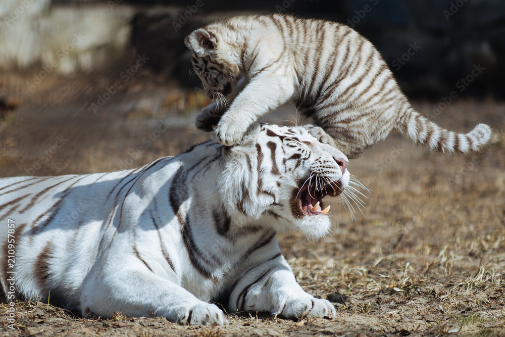 Funny bengal tiger cub jumping on mother's head Stock Photo | Adobe Stock