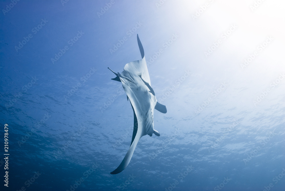 Giant manta ray with remora approaching a cleaner station in clear blue ...