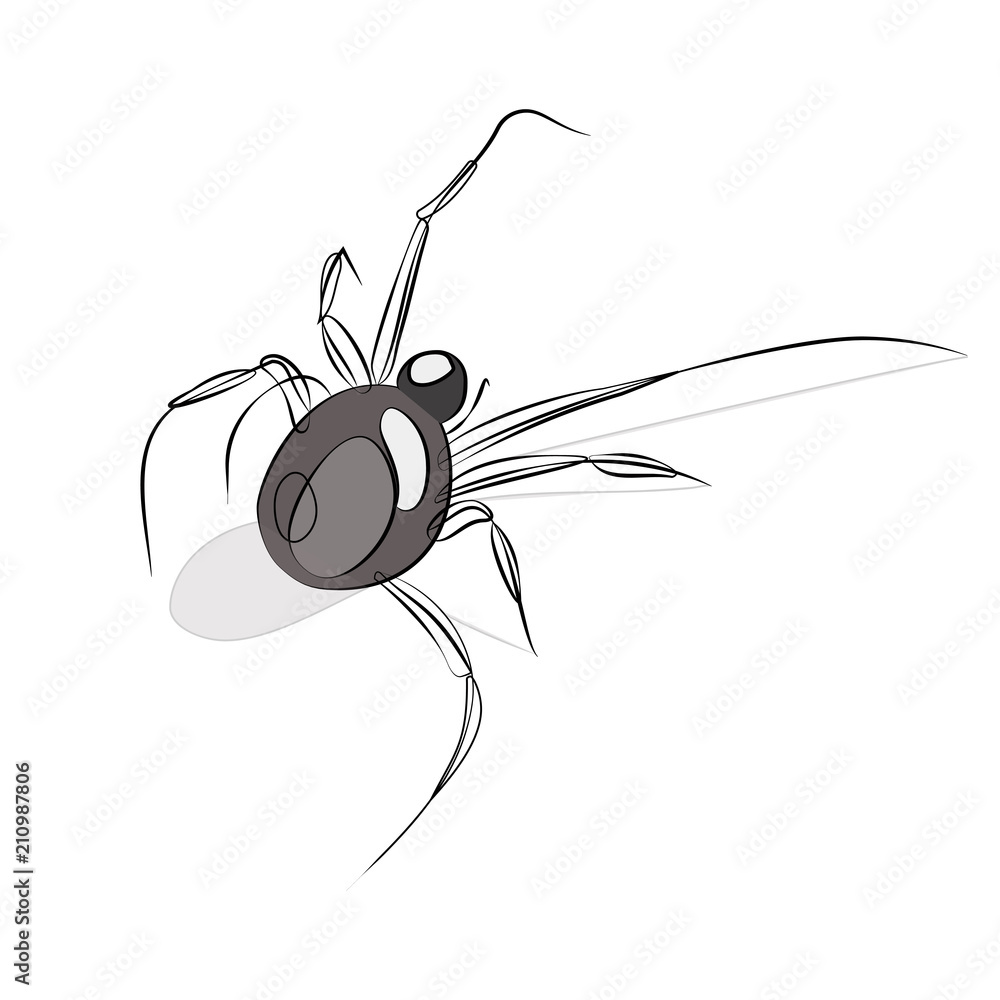 Vector illustration of a spider. A stylized black widow. A poisonous ...