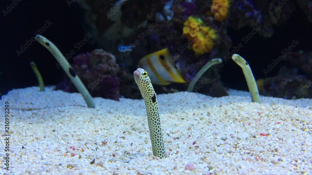 Low angle of 25 April Bridge in LisbonClose up Garden Eels ...