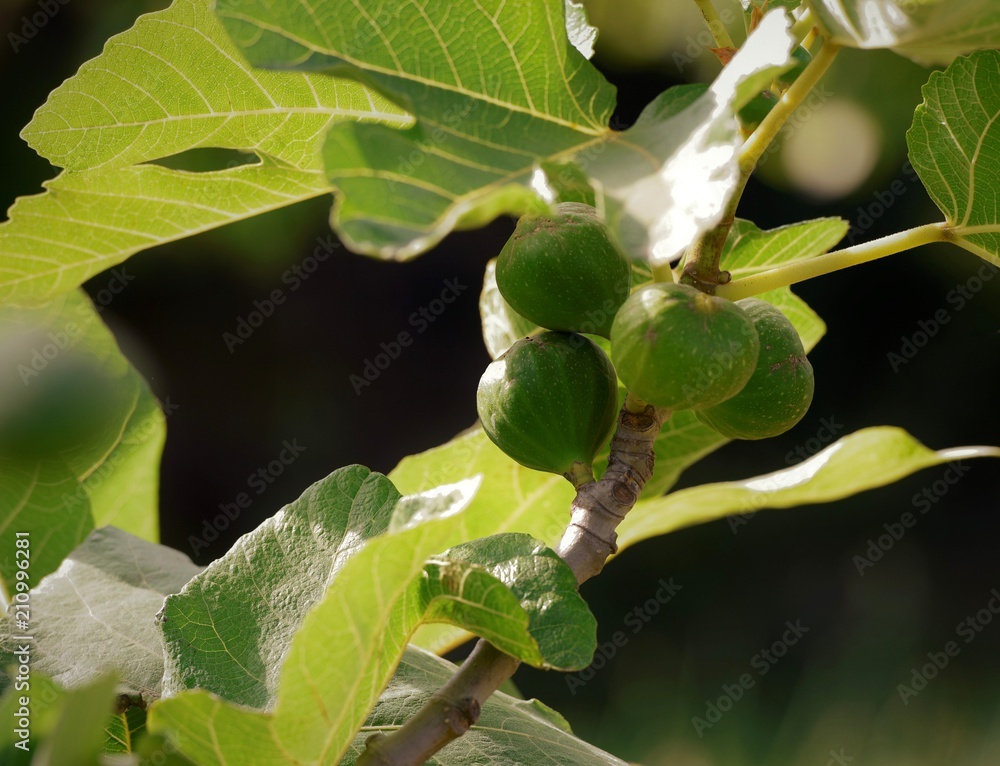 figuier Stock Photo | Adobe Stock