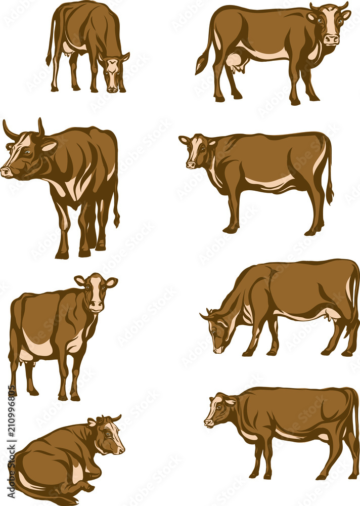 Cow images, different color variants, vector Stock Vector | Adobe Stock