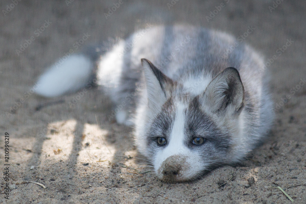 Silver Fox Cubs