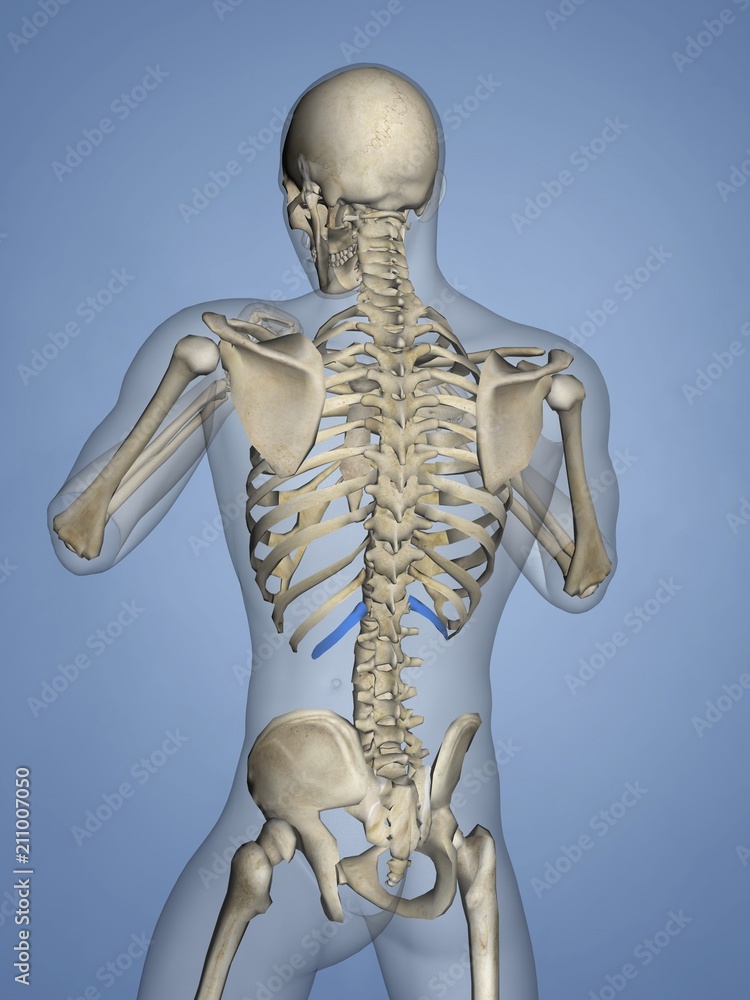 Twelfth Rib, Rib Cage, 3D Model Stock Illustration | Adobe Stock