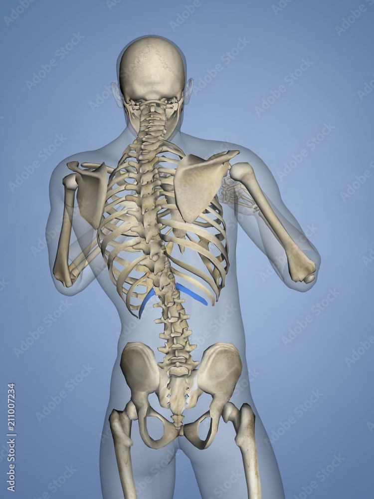 Twelfth Rib, Rib Cage, 3D Model Stock Illustration | Adobe Stock